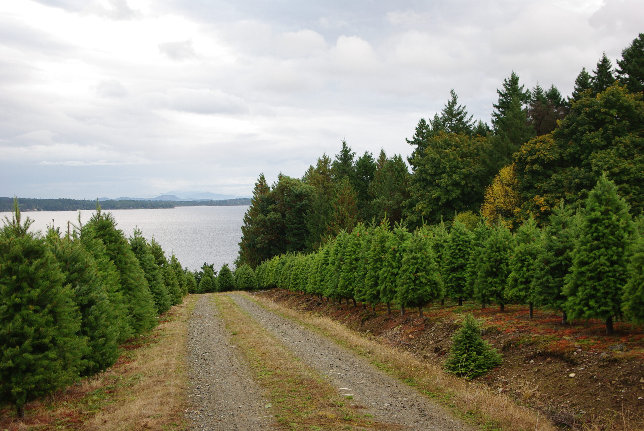Christmas Tree Varieties - Wintergreen Christmas Tree Farm